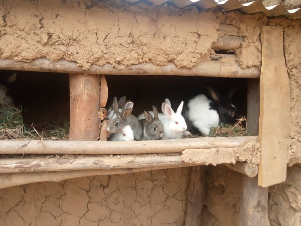 Rulindo: Uko Gategura yoroza inkwavu abana b'aho atuye - Igicumbi News